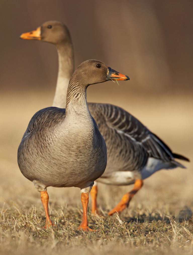 Riistalinnut – Riistainfo