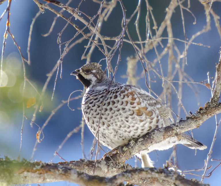 Riistalinnut – Riistainfo