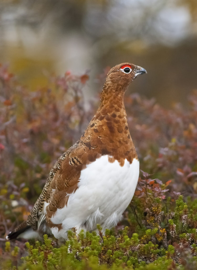 Riistalinnut – Riistainfo