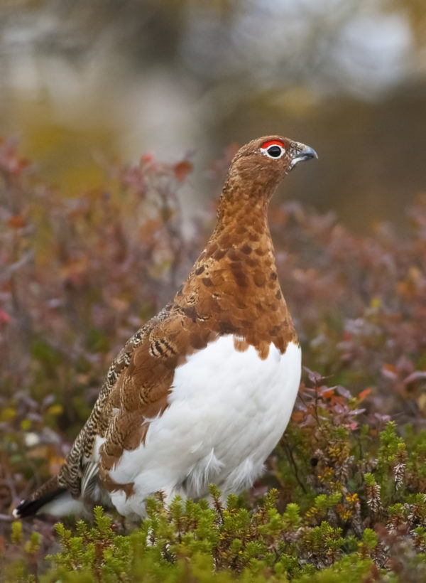 Riistalinnut – Riistainfo