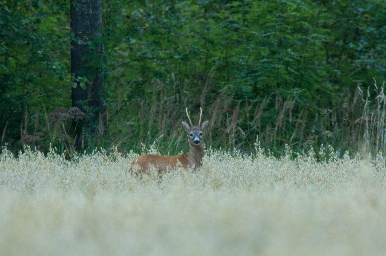 Metsäkauriin metsästys – Riistainfo