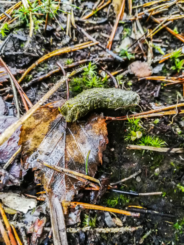 Metson jäljet ja jätökset – Riistainfo