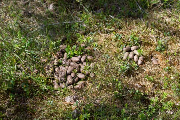 Hirven jäljet ja jätökset – Riistainfo