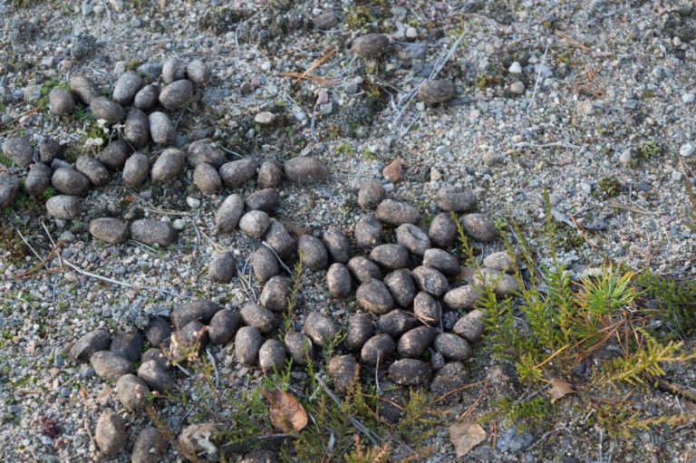 Hirven jäljet ja jätökset – Riistainfo