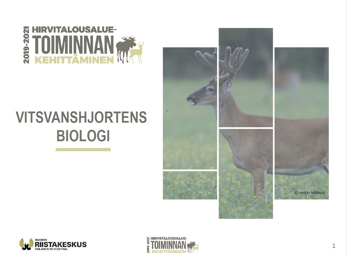 Vitsvanshjortens biologi, uppskattning av ålder och selektiv jaktbeskattning – Riistainfo