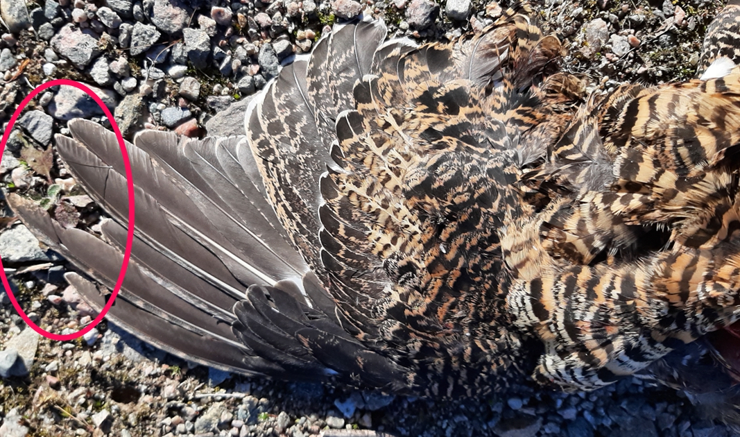 Ikäluokan määrittäminen – Riistainfo