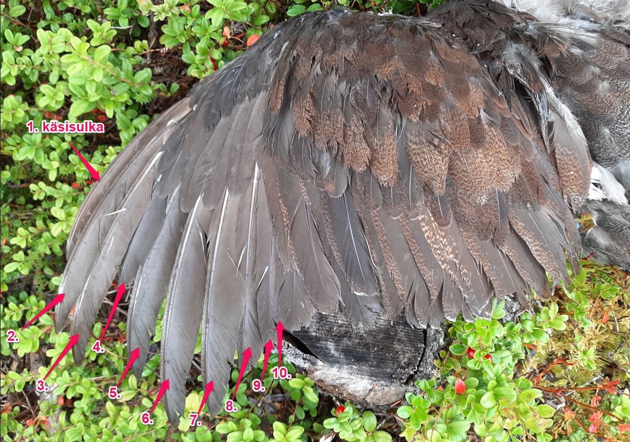 Ikäluokan määrittäminen – Riistainfo