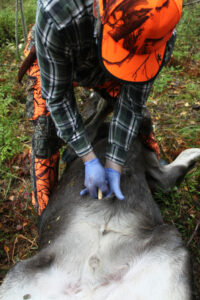 Saaliin käsittely – Riistainfo