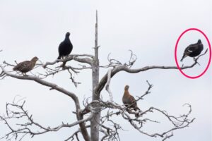 Metsäkanalintujen metsästys – Riistainfo