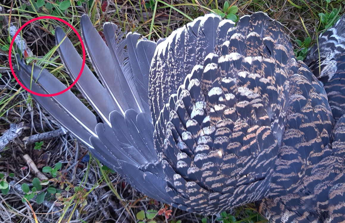 Ikäluokan määrittäminen – Riistainfo